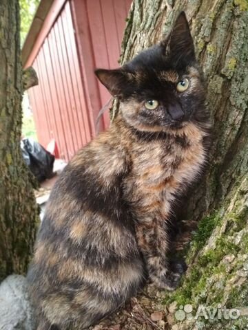 Котенок Дина в добрые руки