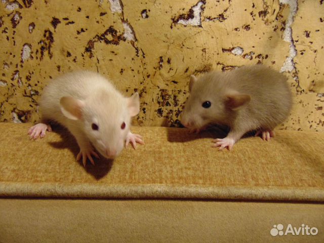 Крысы, крысята дамбо, стандарт, новые клетки