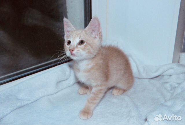 Песочный красавец - котенок