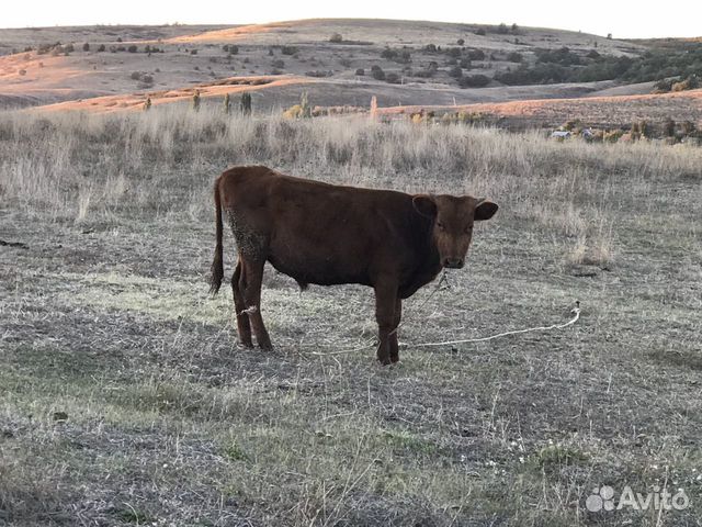 Продается бычок