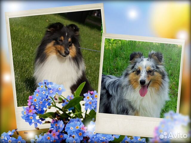 Щенок шелти - трехцветный мальчик 2.5 мес