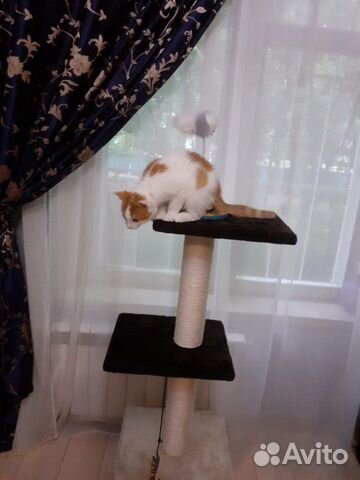 Котенок 5 месяцев