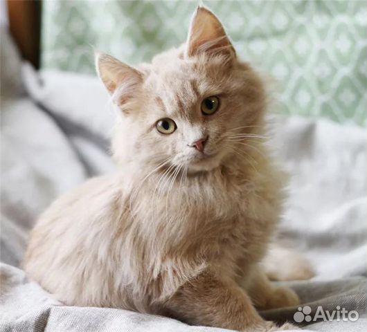 Персик ищет дом