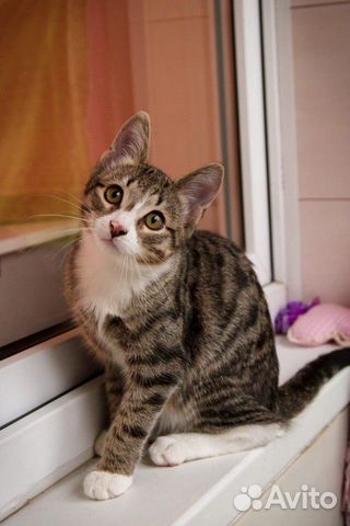 Котик-Компотик :)