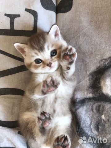 Шотландский золотой котик