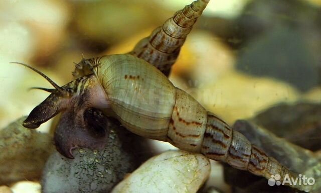 Улитки мелании, растения