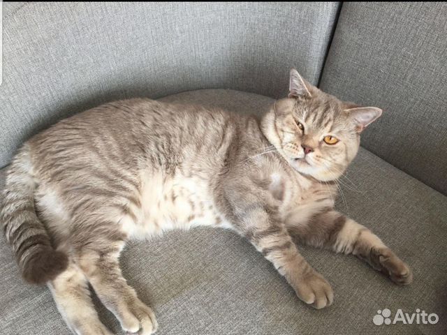 Британский кот приглашает на вязку
