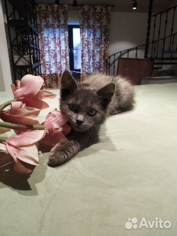 Котенок-метис, 3 месяца, в дар