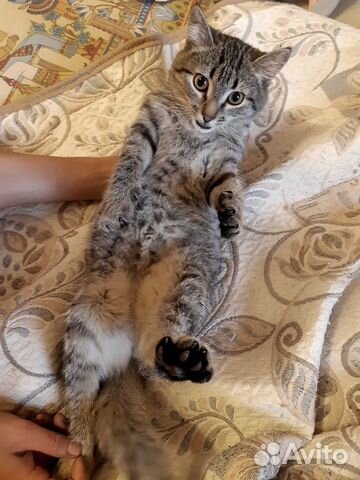 Котенок ищет дом
