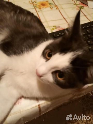 Отдаём котика в добрые руки