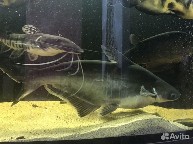 Пангасиус (Акулий сом)