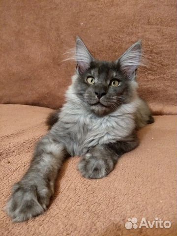 Ласковый котик чёрного дымного окраса