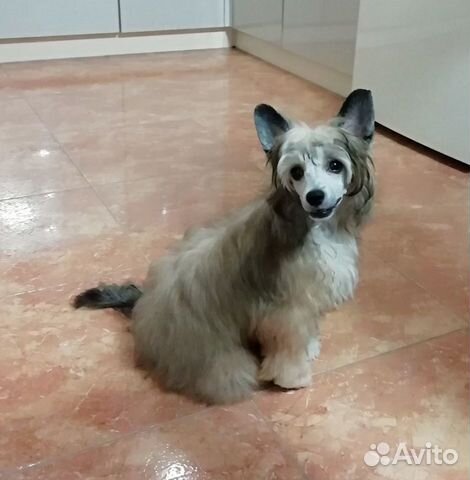 Девочка кхс