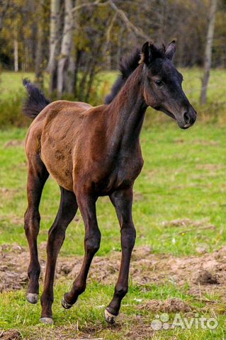 Кобылка англо- арабской породы