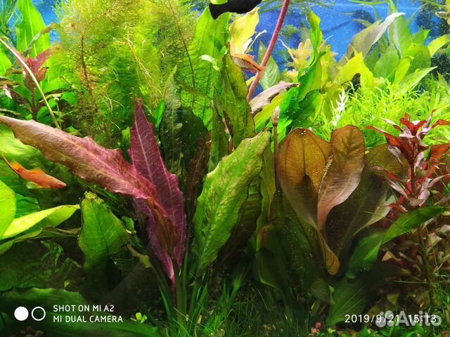 Растения для аквариума