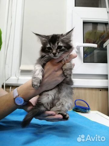 Котята чаузи