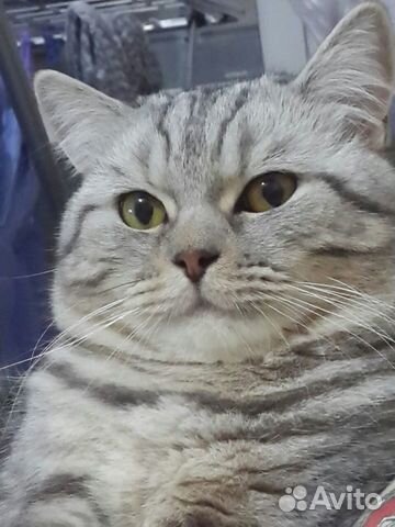 Вязка.Шотландский Скоттиш страйт