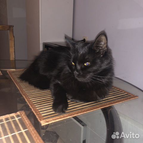 Кошка полу мейн кун