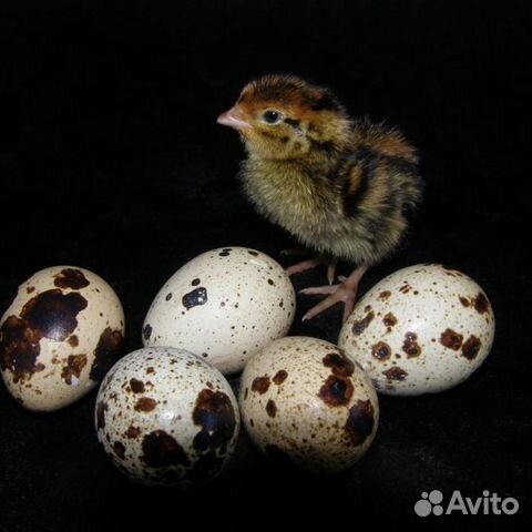 Перепелята