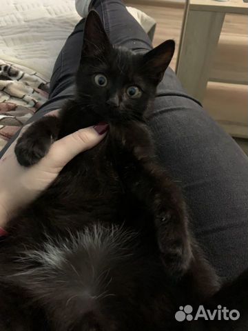 Черный котенок