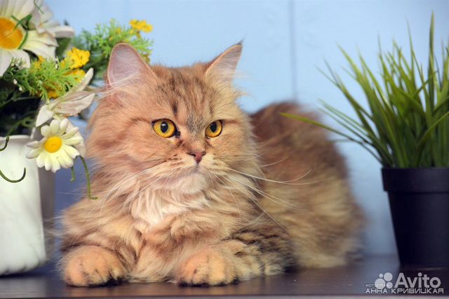 Кошка Хайленд Страйт