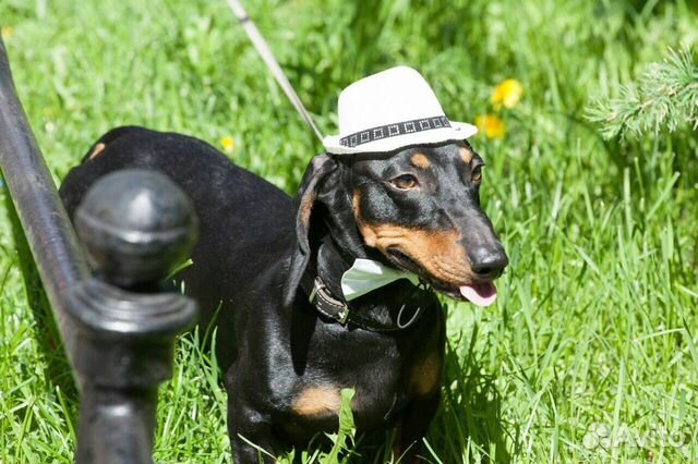 Такса для вязки