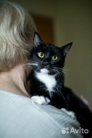 Котятки озорные девчатки