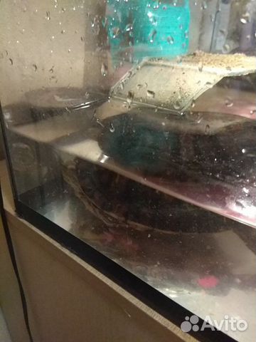 Продам черепаху