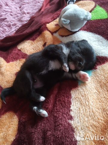 Щенки чихуахуа