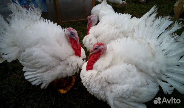 Индюки броллерные