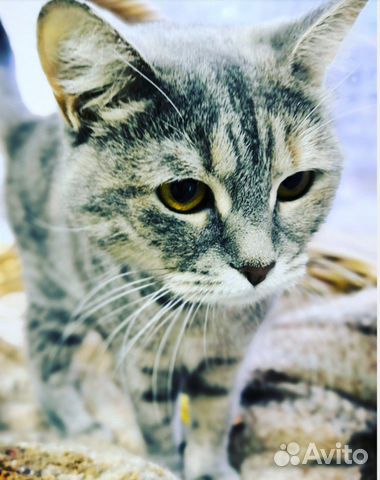 В добрые руки