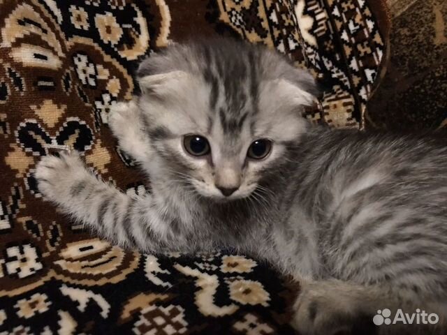 Отдам котят