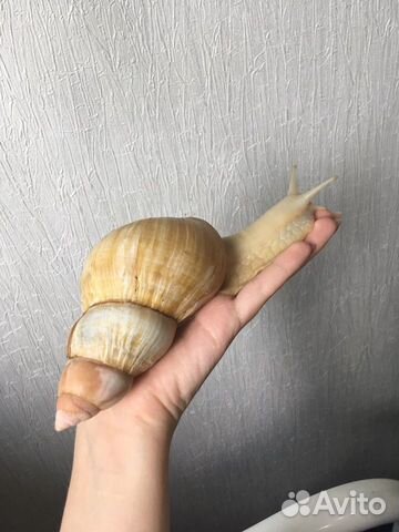 Улитки Ахатина