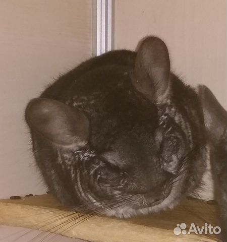 Меховой стандарт.самка.11 мес