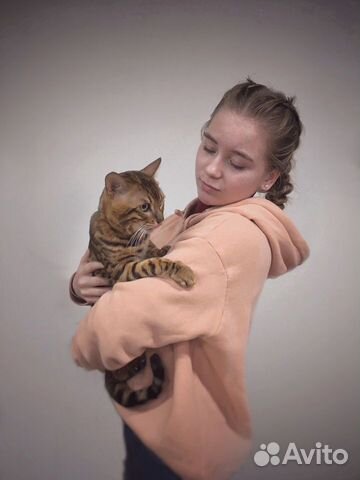 Бенгальские котики