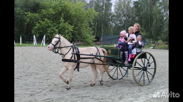 Изабелловая кобыла пони под детей. Секция А 2011 г