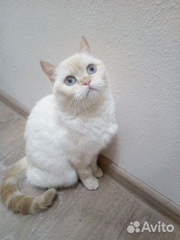 Пушистая булочка ищет уютный дом