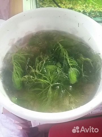 Роголистник