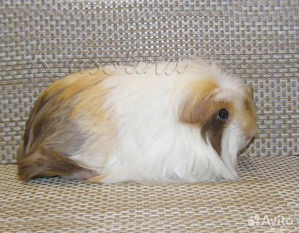 Морская свинка самец коронет