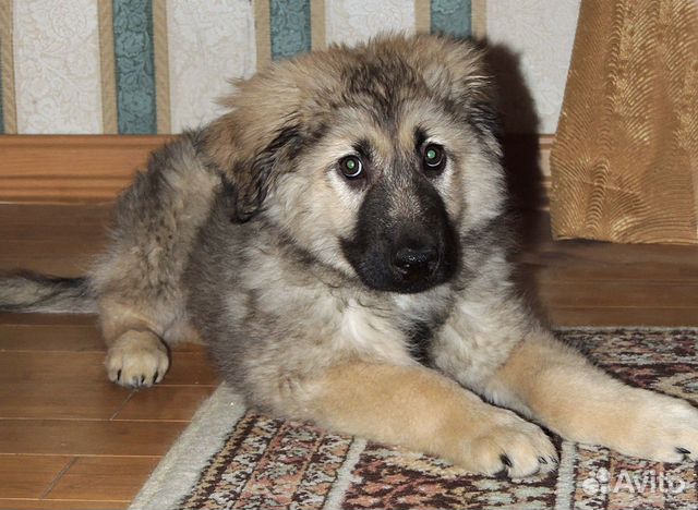 Щенок метис кавказской овчарки в добрые руки