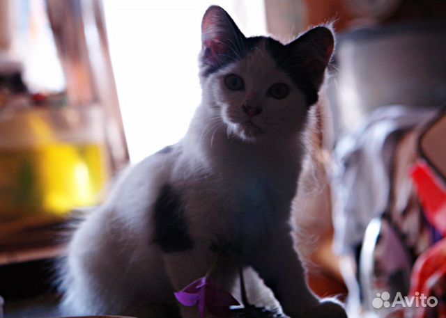 Плюшевый товарищ, котик-говорун, добряк, 6 мес