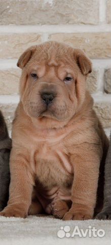 Любимый Мой - Красавчик