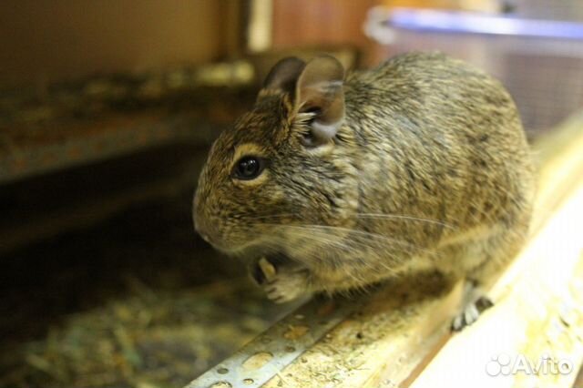 Дегу в добрые руки