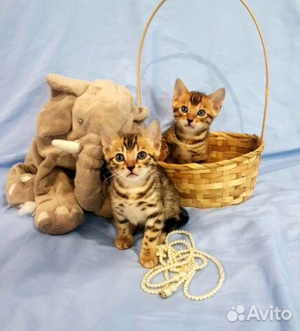 Бенгальские котята с документами