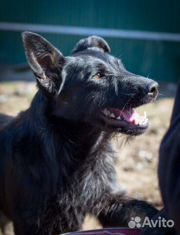 В добрые руки, собака для всей семьи
