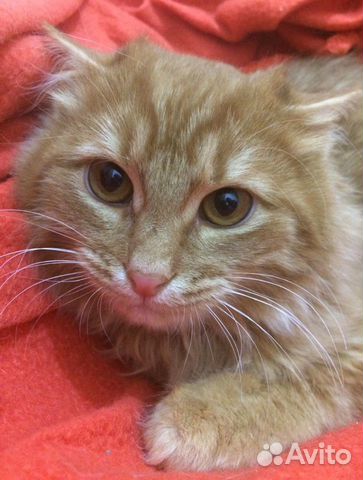 Котята подростки Рыжий котик и черепаховая кошечка