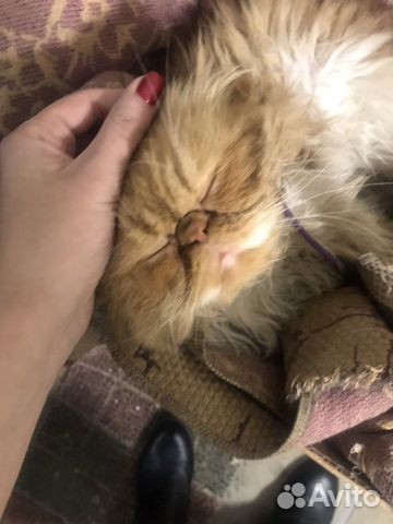 Найден кот Перс