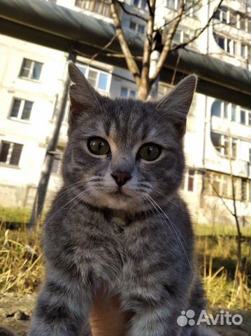 Британцы,вислоушку и другие