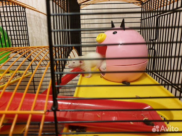 Крысята породистые Дамбо белые красноглазые кругло