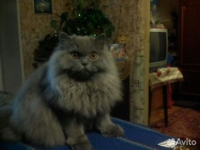 Персидская кошечка, 8 месяцев,пушистая красотка